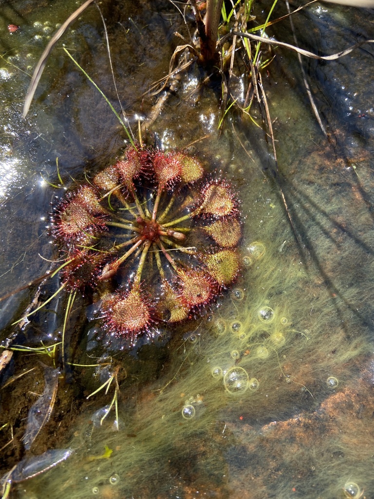 Burks Sundew in March 2023 by Carel Fourie · iNaturalist
