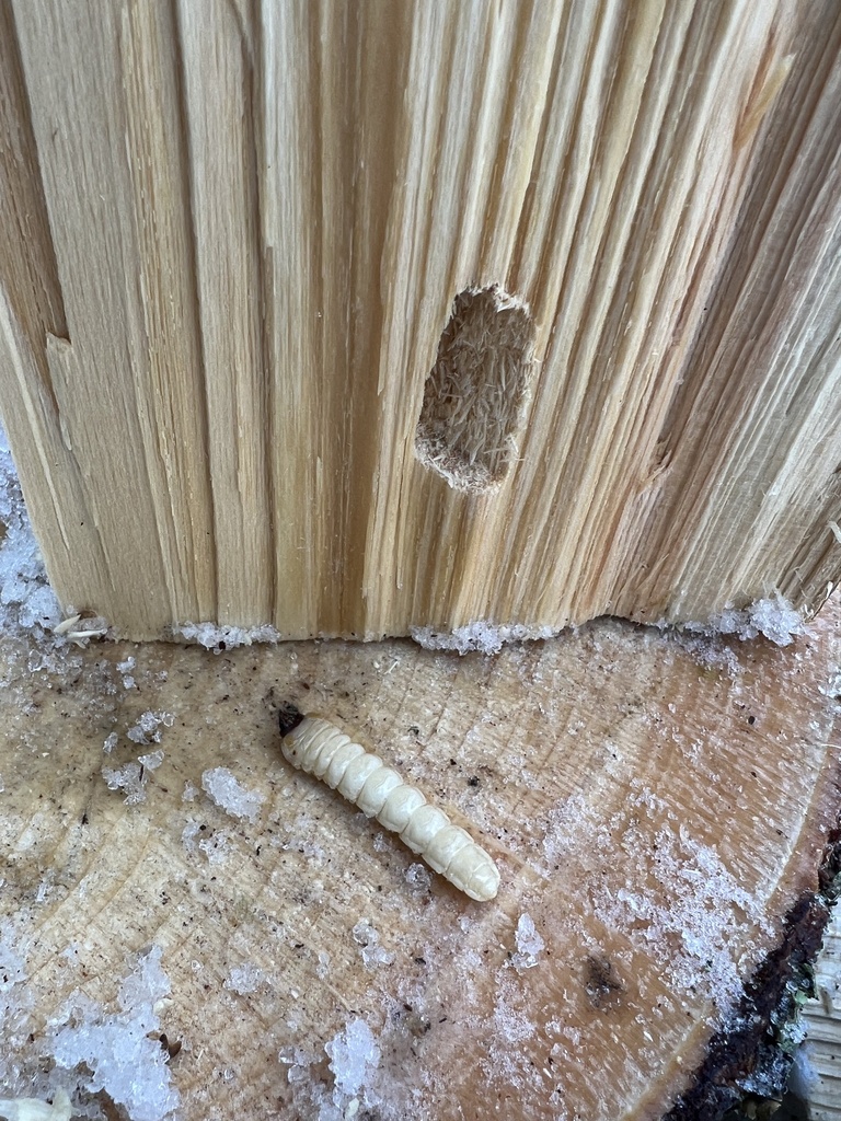 Winged and Once-winged Insects from Campbell Rd, Morrisville, VT, US on ...