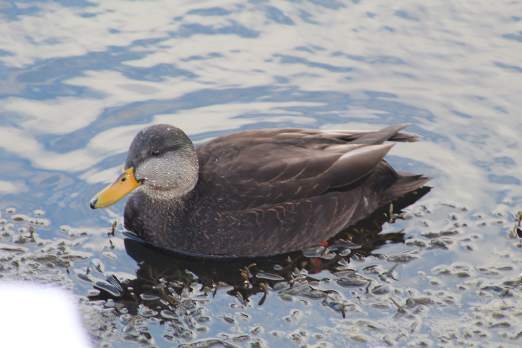 American Black Duck from Westmount, NS, Canada on January 11, 2023 at ...