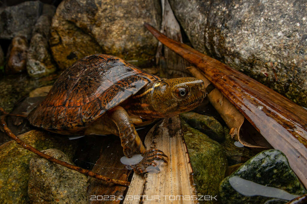 Beal's Four-eyed turtle in March 2023 by Artur Tomaszek · iNaturalist