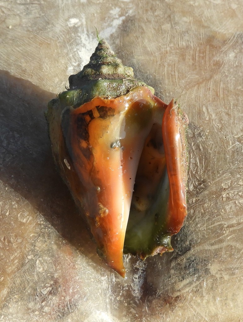 Eastern Pacific fighting conch from Bahía de Kino, Son., México on ...