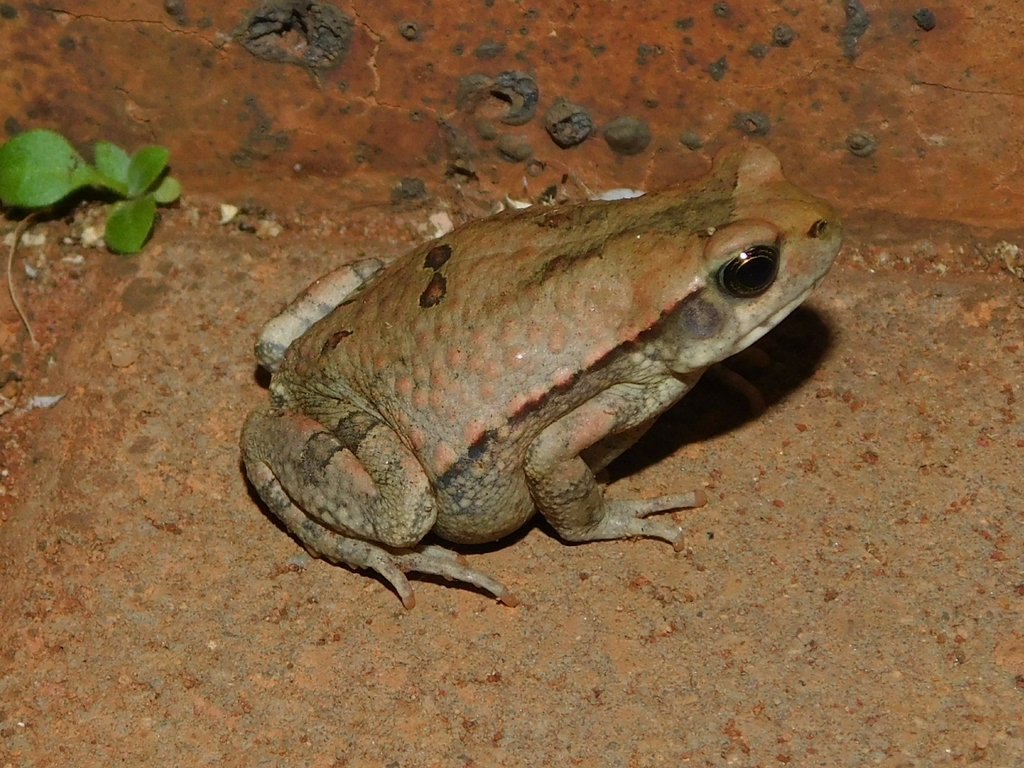 African Red Toad from Thabazimbi Local Municipality, South Africa on ...