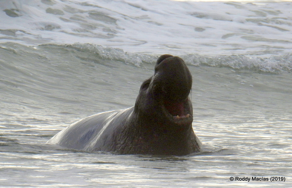 Northern Elephant Seal from Point Reyes National Seashore on December ...