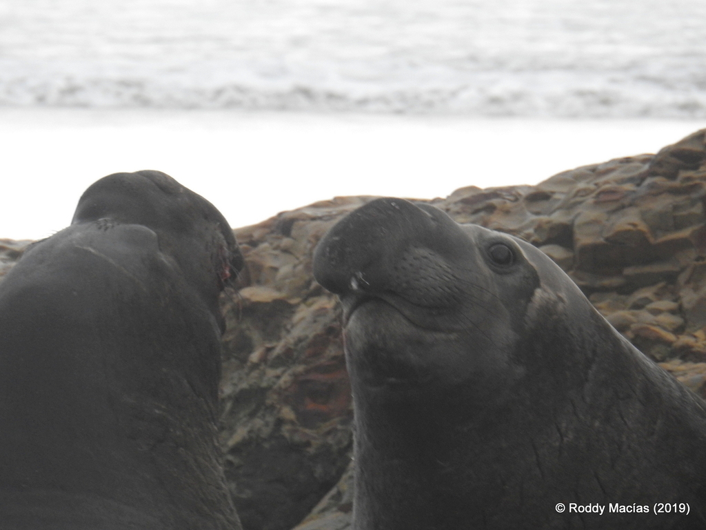 Northern Elephant Seal from Point Reyes National Seashore on December ...
