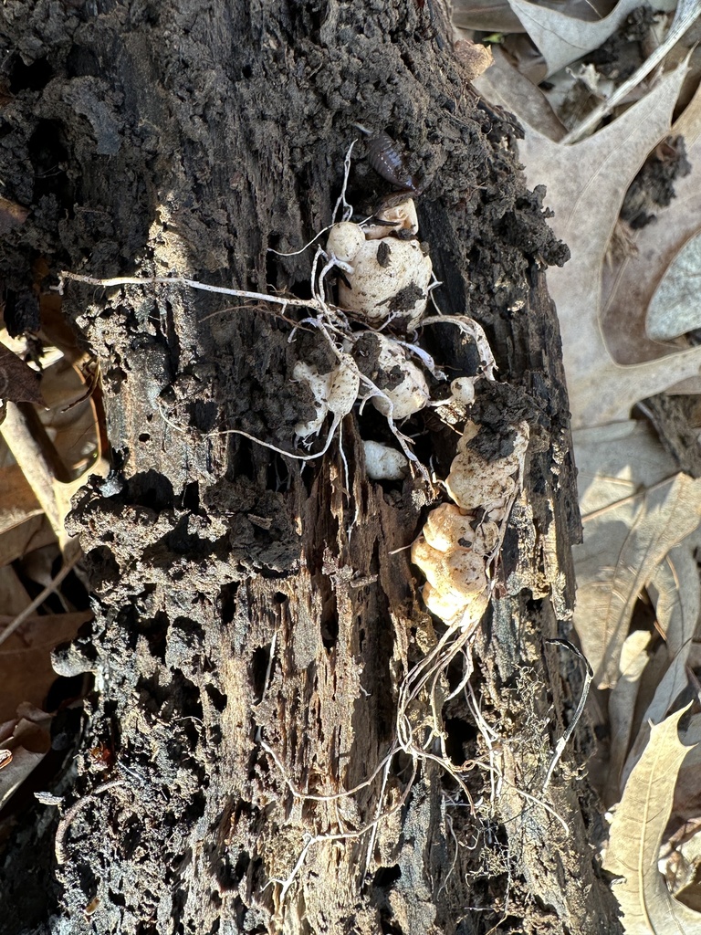 Ravenel's stinkhorn from Nesbit Park, Bartlett, TN, US on March 11 ...