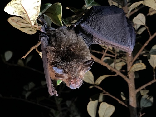 small rufous horseshoe bat (Rhinolophus subrufus) · iNaturalist United ...