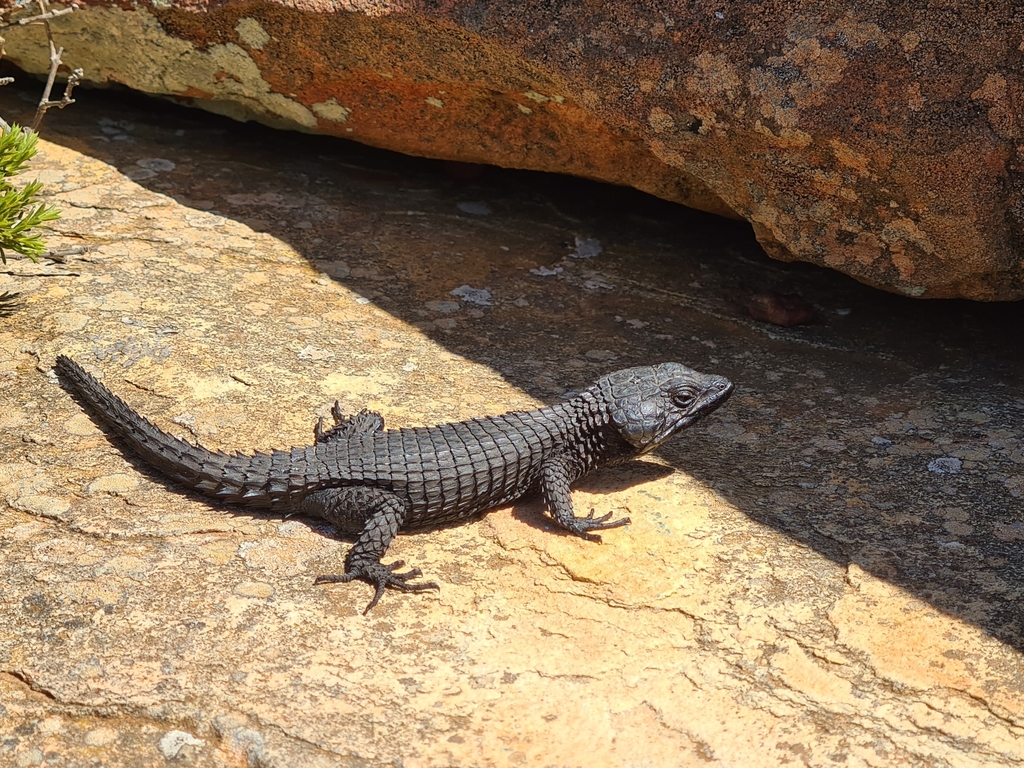 Black Girdled Lizard from Cape Peninsula, Cape Town, South Africa on ...