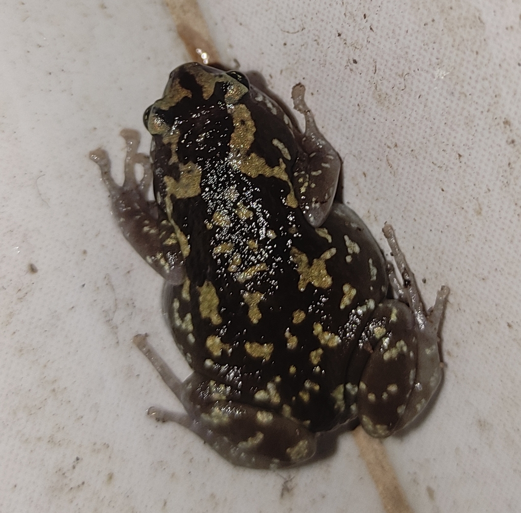 White-bellied pug-snout frog from Kerala on March 12, 2023 at 01:41 AM ...