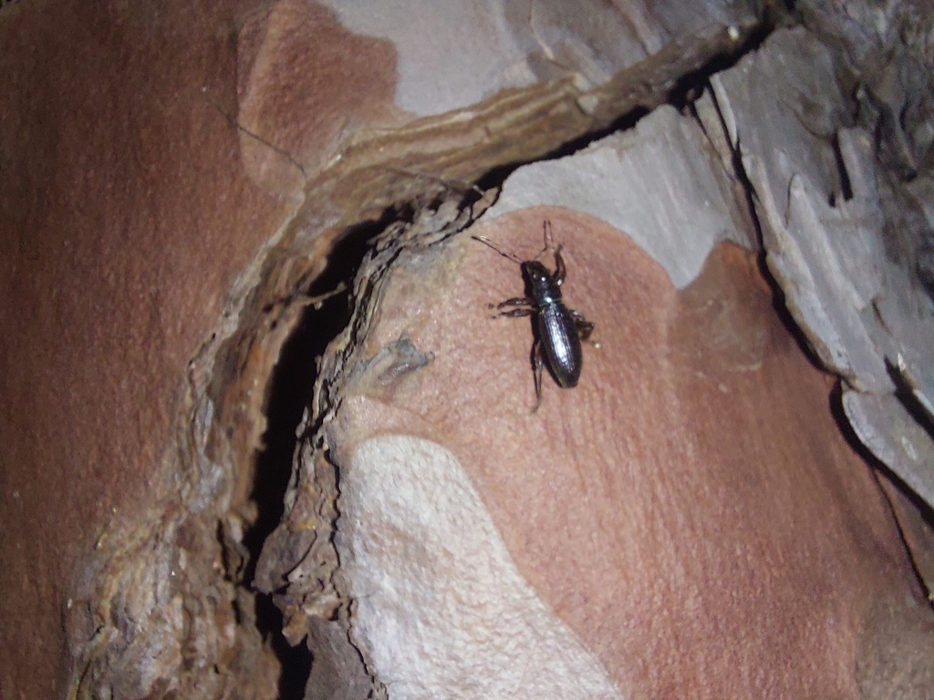 Brachyderes rugatus from Santa Cruz de Tenerife, España on March 10 ...