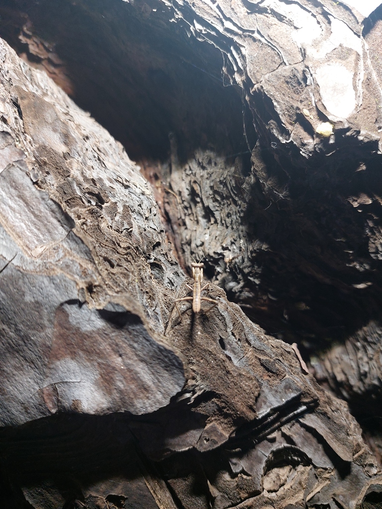 Amelid Mantises from Santa Cruz de Tenerife, España on March 10, 2023 ...