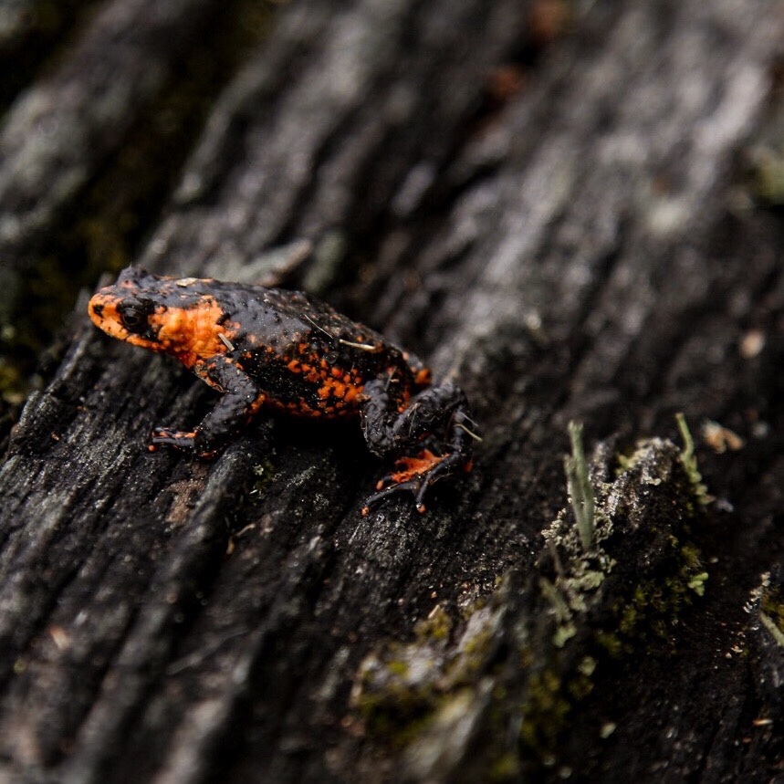 Yungas Red-bellied Toad from Santa Victoria, Santa Victoria, Salta, AR ...