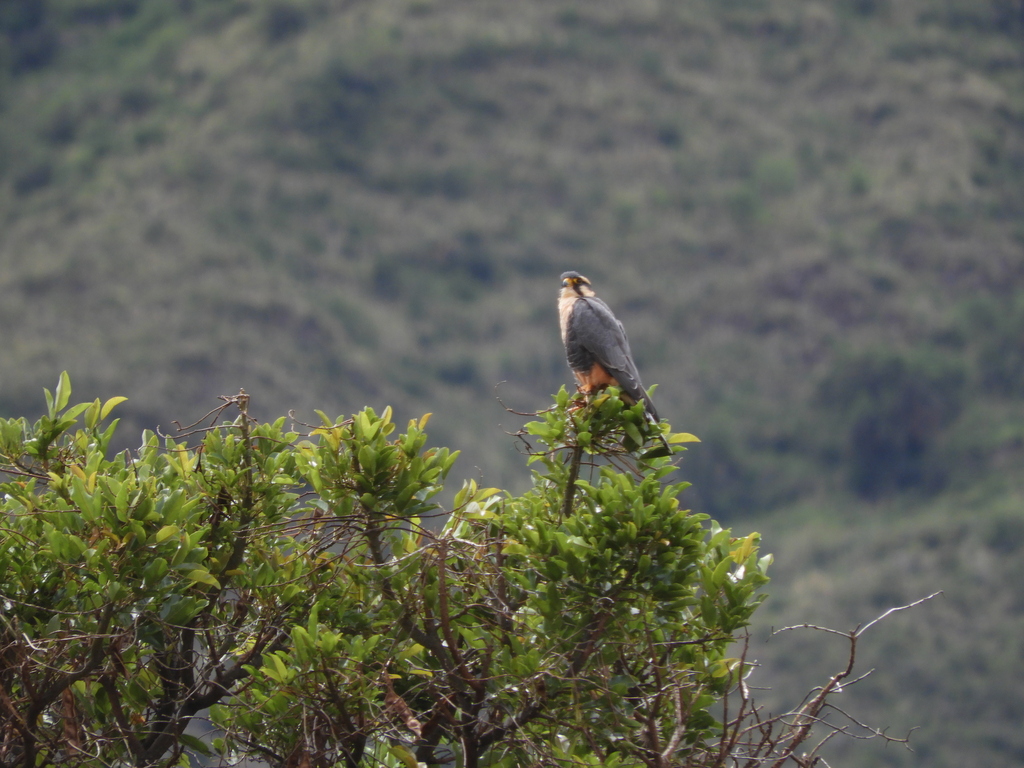 Aplomado Falcon from C.p Yucay, Peru on March 11, 2023 at 01:00 PM by ...