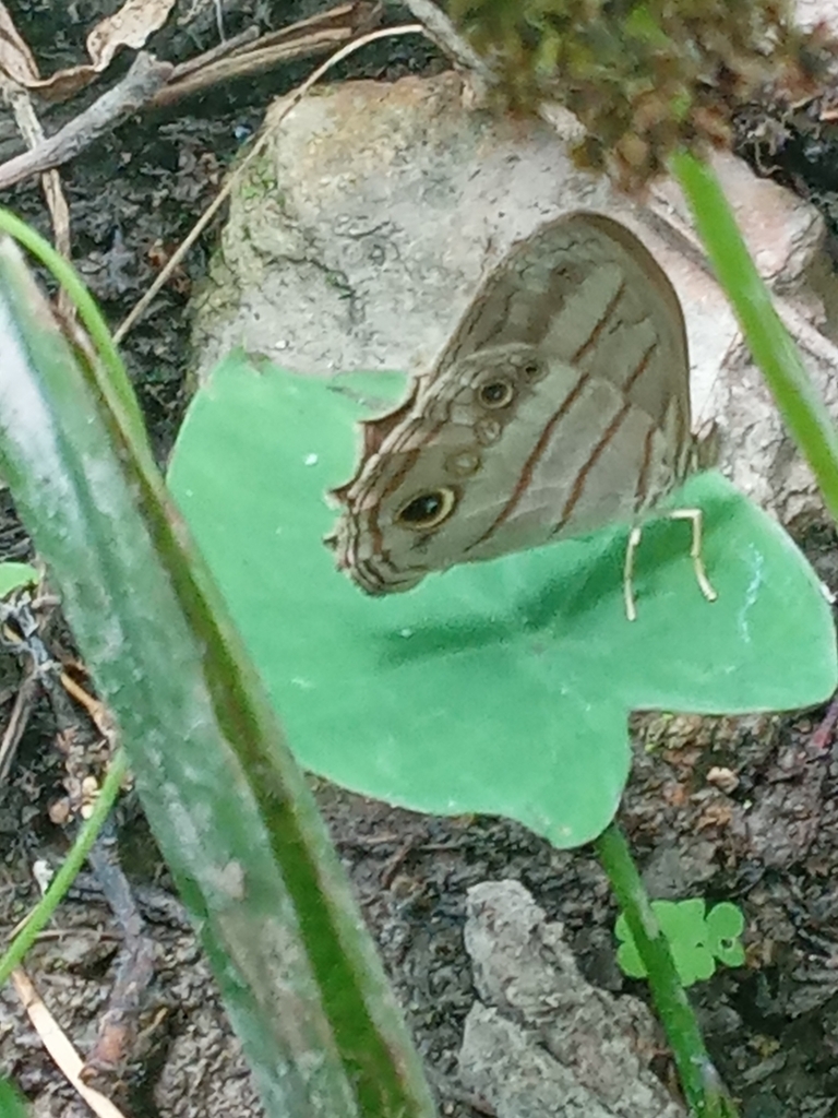 Blue-gray Satyr from Tomalá, Honduras on March 11, 2023 at 01:52 PM by ...