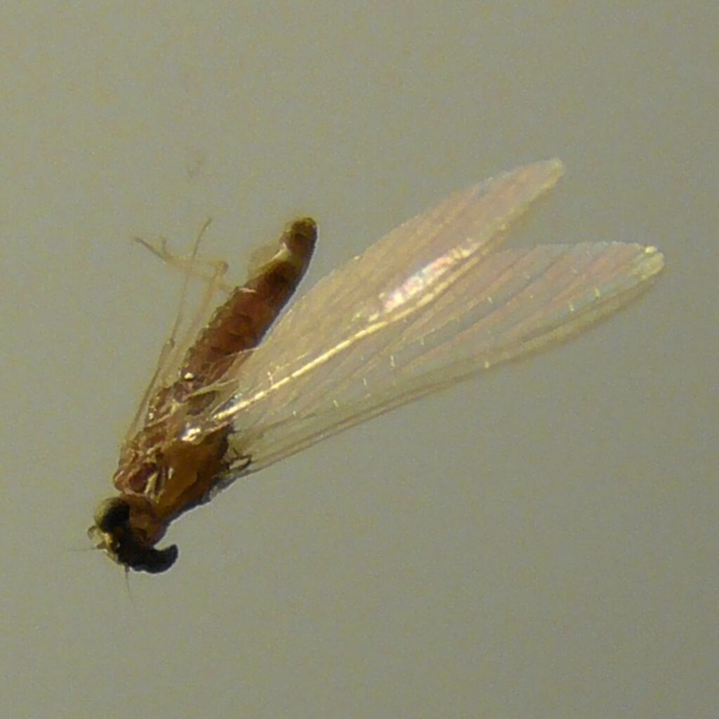Mayflies from Watsonville QLD 4887, Australia on March 12, 2023 at 12: ...