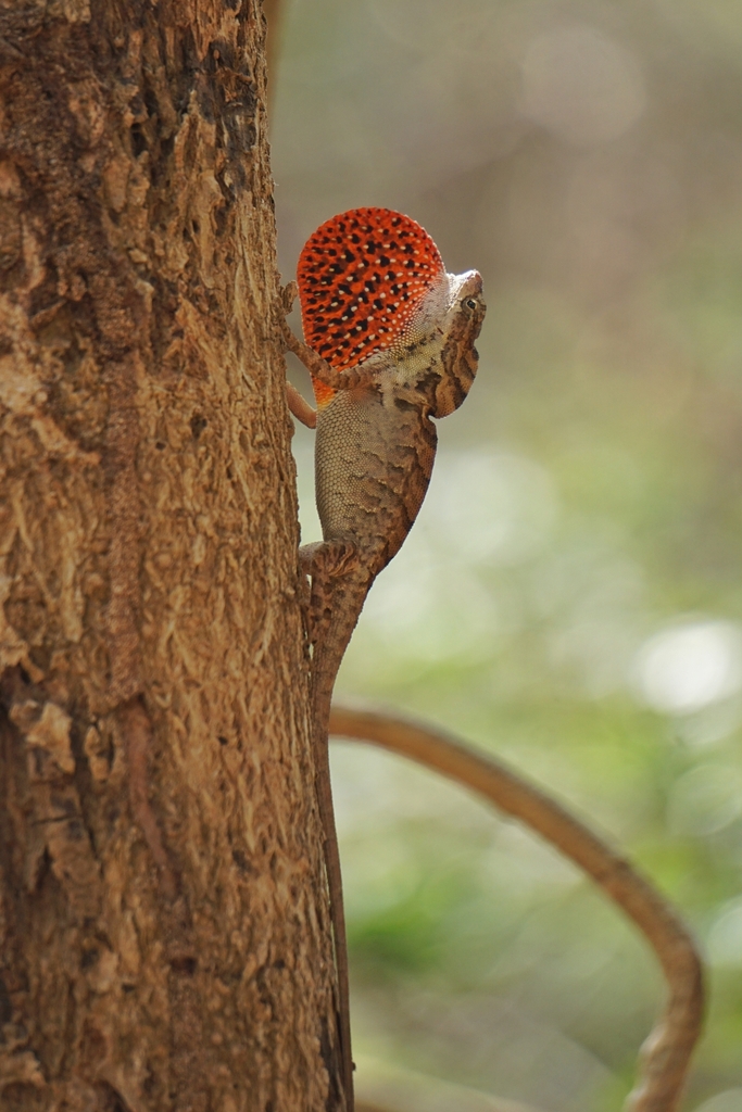 Annex Anole from Bariro, 4117, Falcón, Venezuela on August 27, 2014 at ...