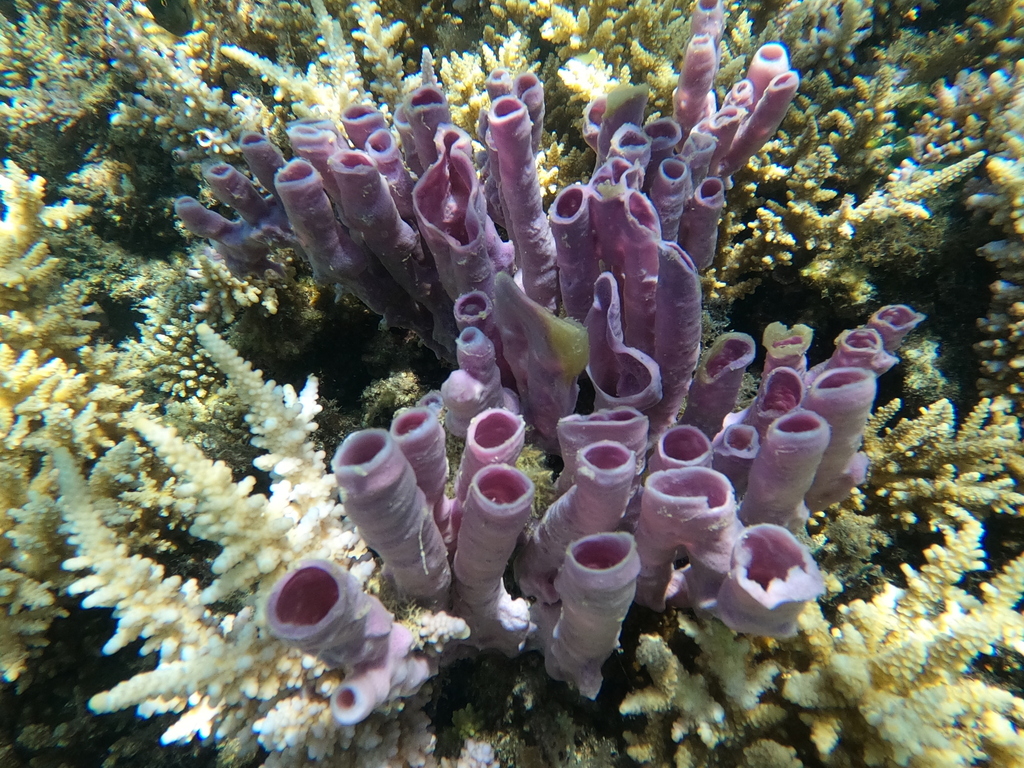 Large Tube Sponge from Diana, MG-AS, MG on October 13, 2022 at 11:06 AM ...