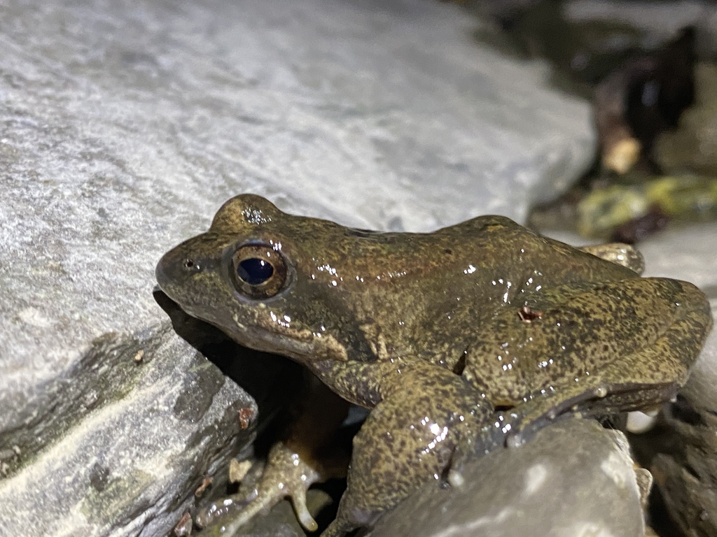 Italian Stream Frog from Mulazzo, Toscane, IT on March 12, 2023 at 12: ...