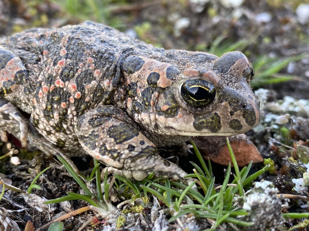 Balearic Green Toad from Pise, Toscane, IT on March 11, 2023 at 04:53 ...