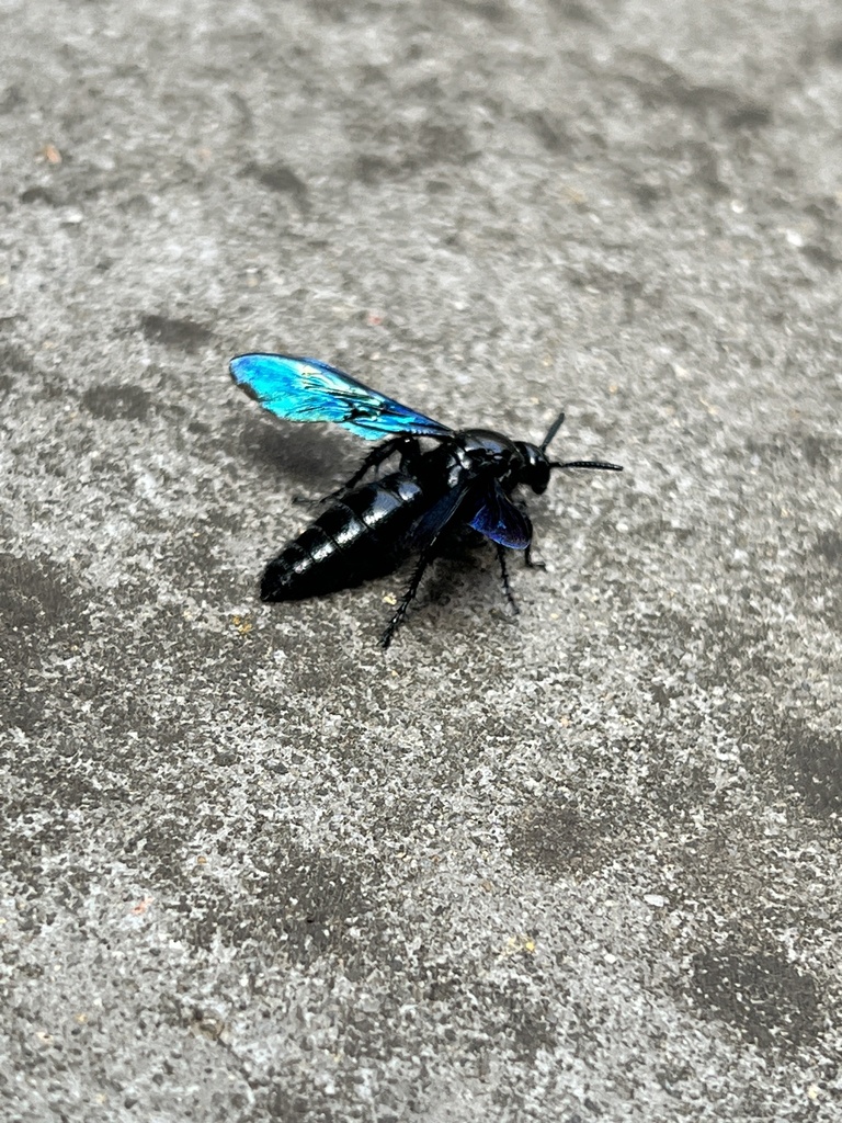 Blue Flower Wasp from Churchill Ave, Maidstone, VIC, AU on March 12 ...