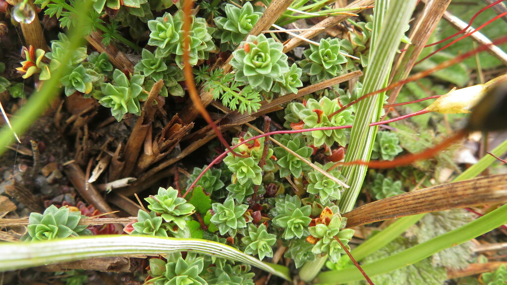 Forstera tenella from Mount Hutt, New Zealand on March 04, 2023 at 10: ...