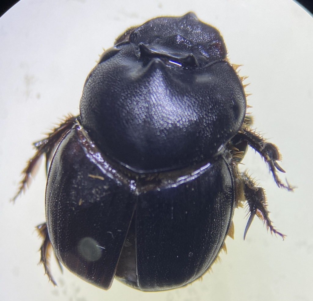 Bull-headed Dung Beetle from Surakarta, ID-JT, ID on March 12, 2023 at ...