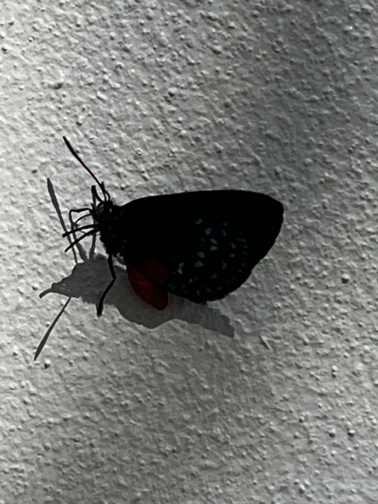 Atala from SW 107th Ave, Miami, FL, US on February 24, 2023 at 08:41 AM ...