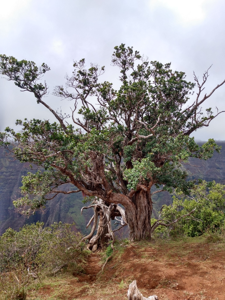 ʻŌhiʻa Lehua from Waimea, HI 96796, USA on March 11, 2023 at 12:02 PM ...