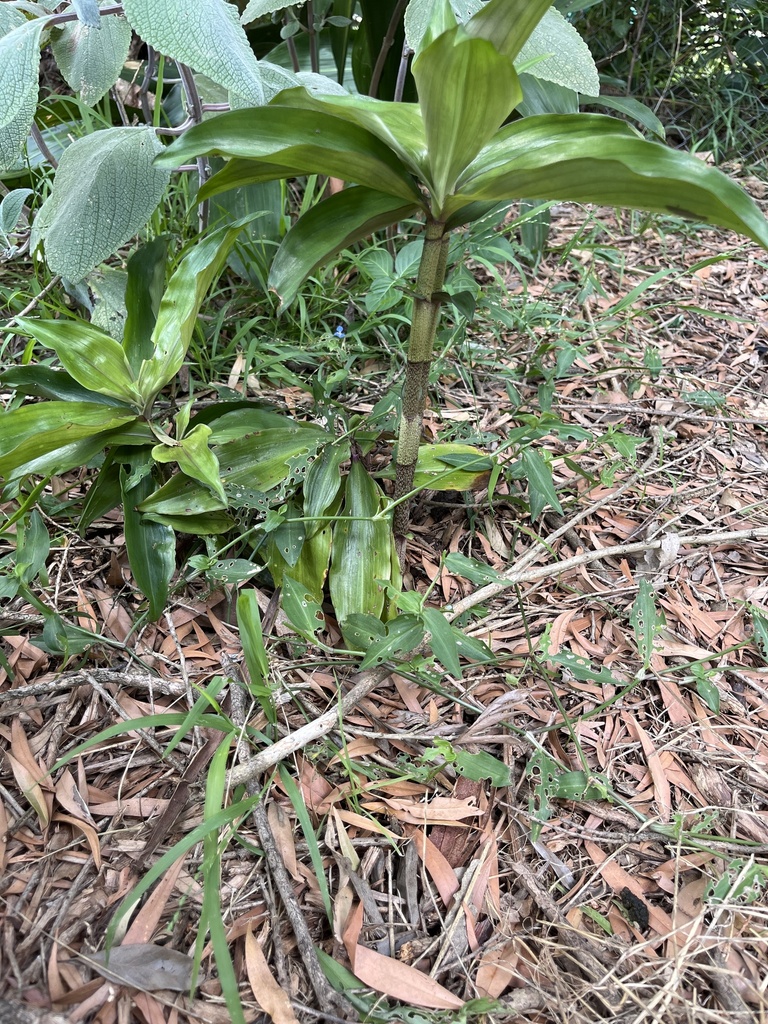 Blue ginger from Rodgers St, Broke, NSW, AU on March 12, 2023 at 03:12 ...
