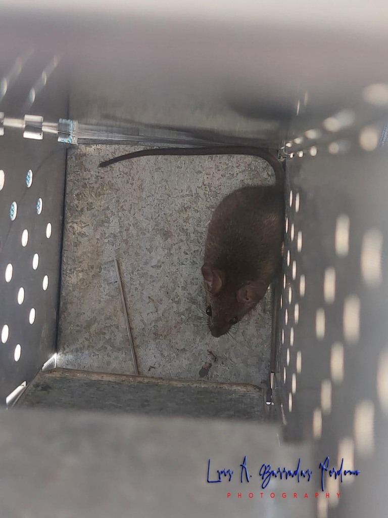 Typical Old World Mice from Emiliano Zapata, Ver., México on March 08 ...