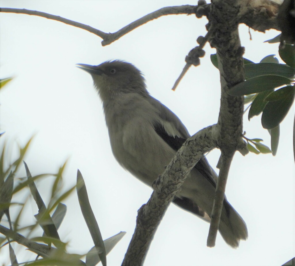 White-shouldered Starling from 香港元朗 on March 12, 2023 at 08:33 AM by ...