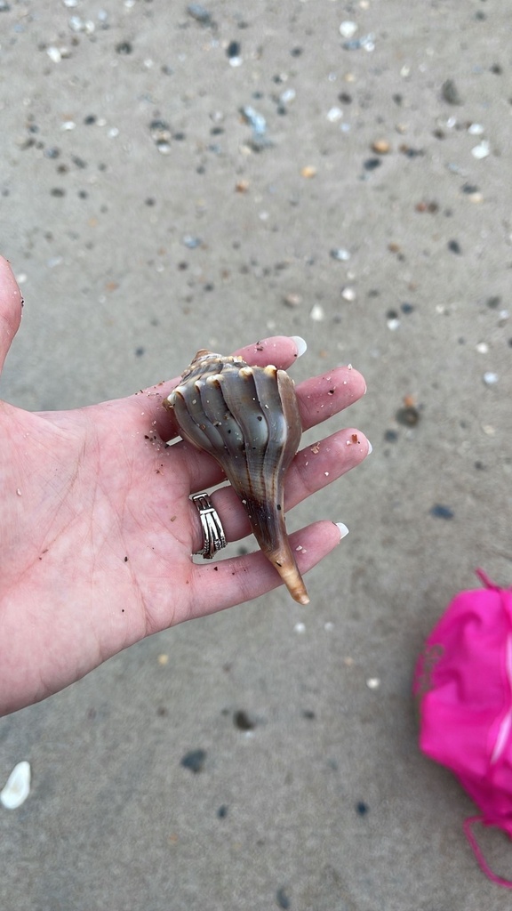 Lightning Whelk from Edisto Island, Edisto Beach, SC, US on November 14 ...
