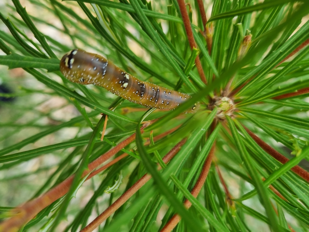 Pink-bellied Moth from Lilydale on March 12, 2023 at 05:29 PM by Lyndal ...