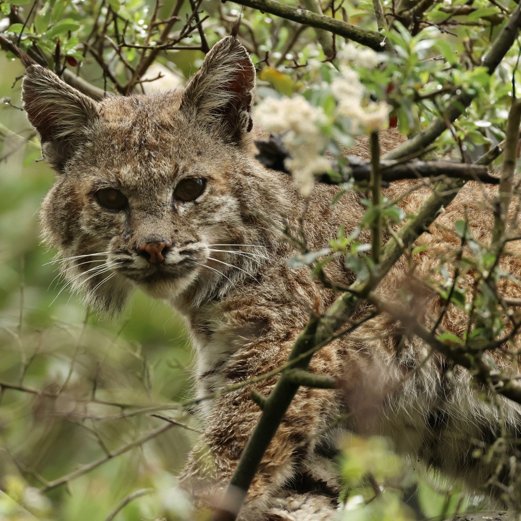 Bobcat from Griffith Park, Los Angeles, CA, US on March 11, 2023 at 02: ...