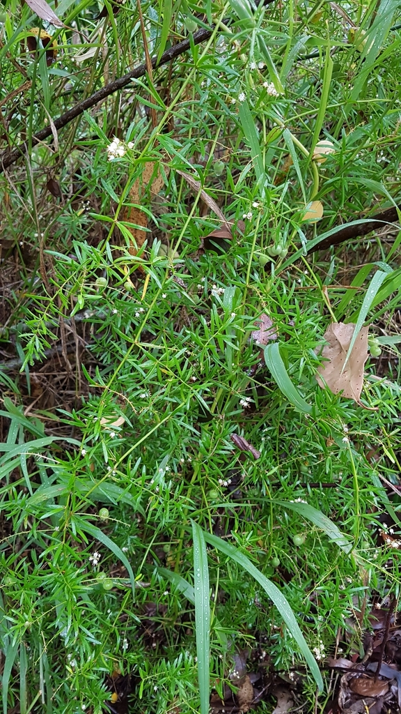 African Asparagus from Karamea Ave near Bridgewater Rd, Springfield QLD ...