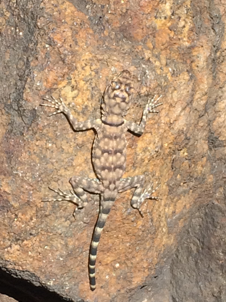 Banded Rock Lizard from Cleveland National Forest, Julian, CA, US on ...