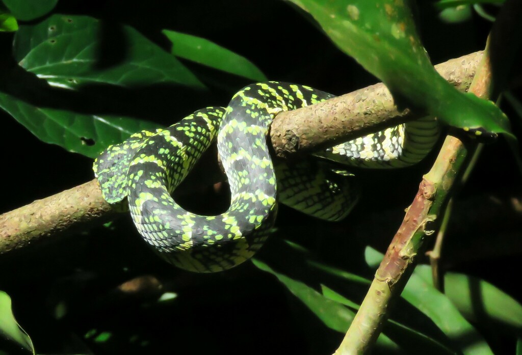 Wagler's Pit Viper from Upper Thomson Rd, Singapore on March 12, 2023 ...