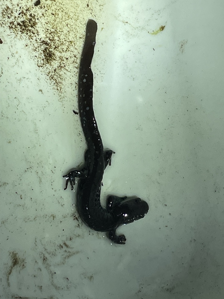 Blue-spotted Salamander in March 2023 by bbomkamp · iNaturalist