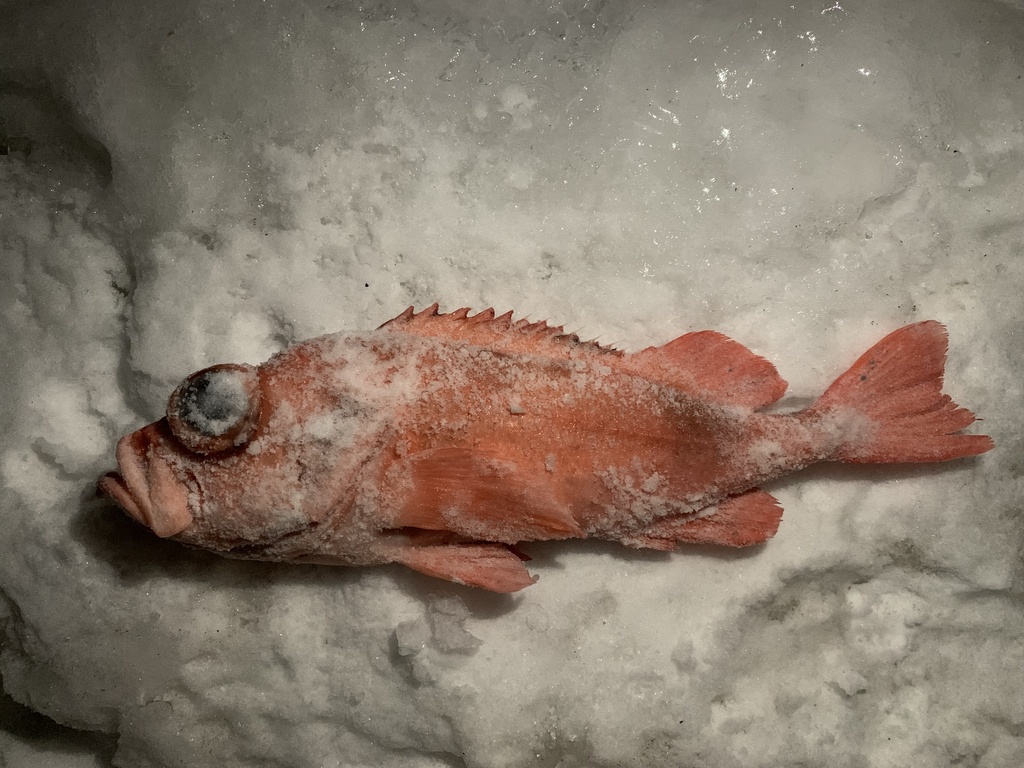 Deepwater Redfish in March 2023 by Marie-Ève Beauchamp. Sébastes sp. (S ...