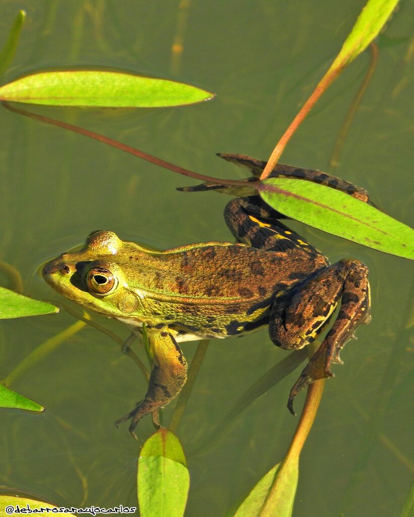 Italian Pool Frog from 20600 Furiani, France on March 12, 2023 at 10:41 ...