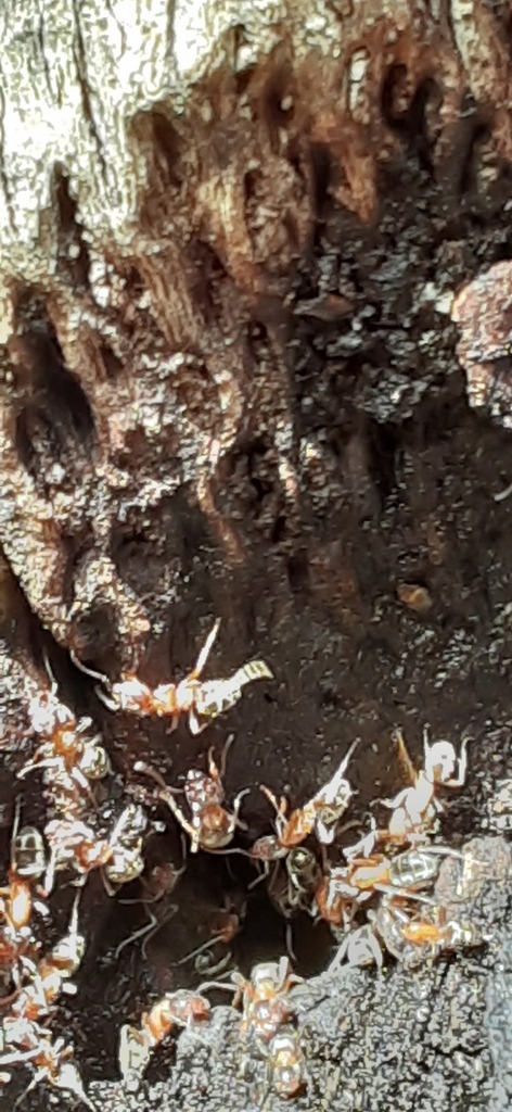Western Velvety Tree Ant from Santa Clara County, CA, USA on March 11 ...