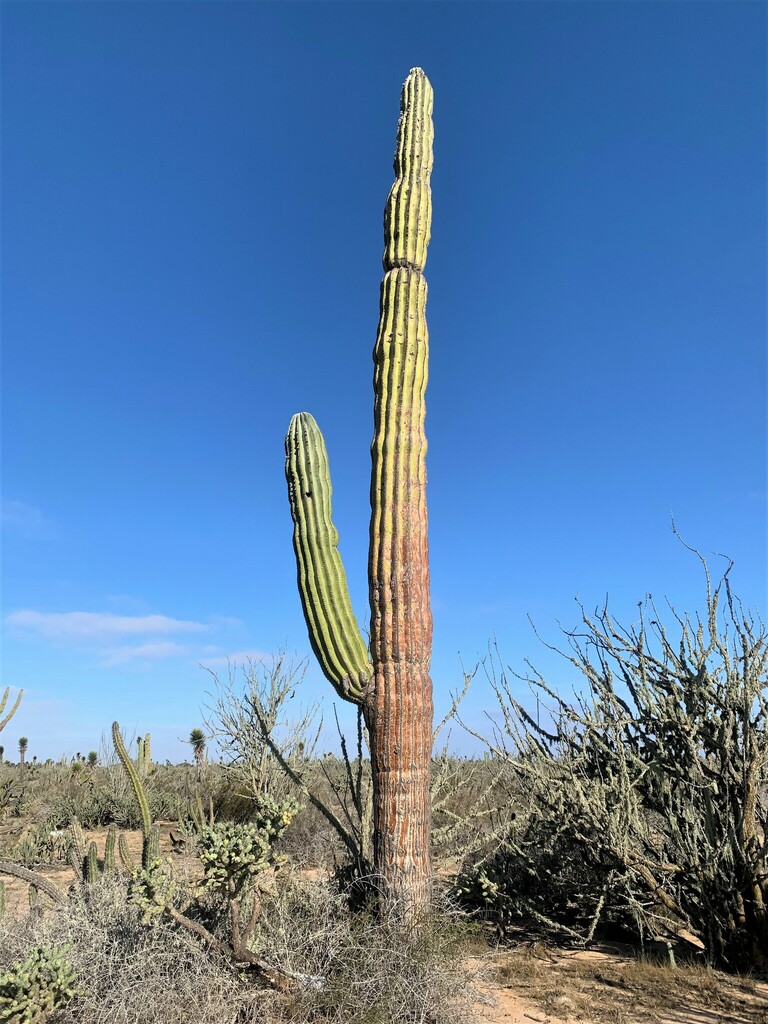 Mexican Giant Cactus from Mulegé, B.C.S., México on March 09, 2023 at ...