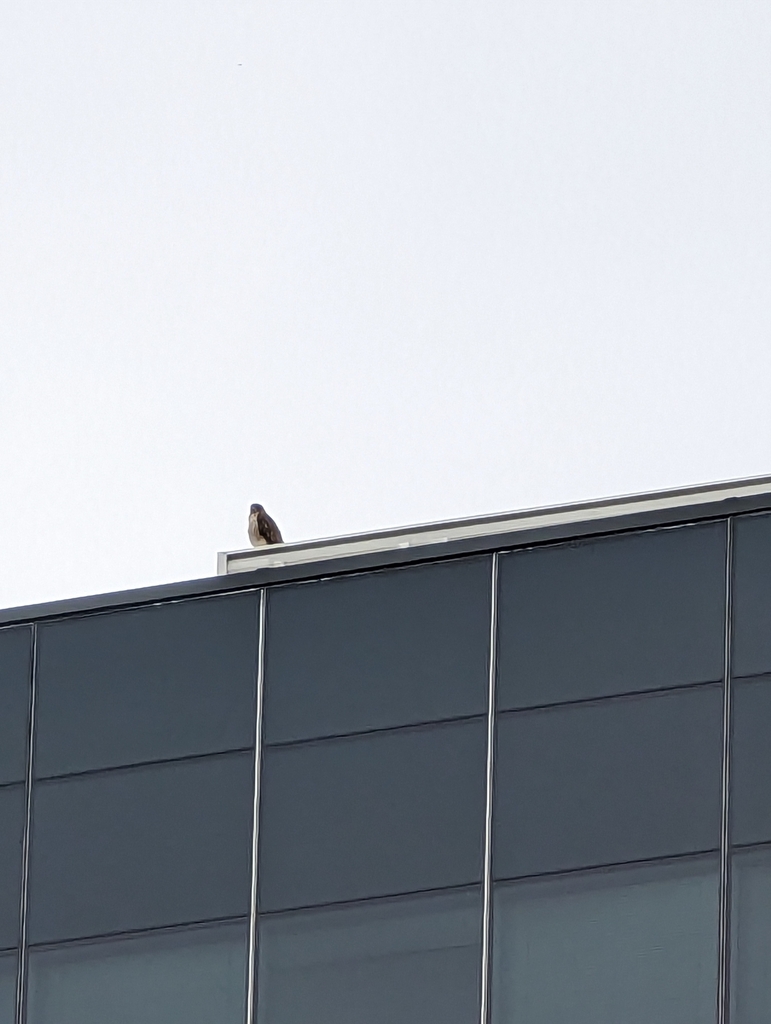 Red-tailed Hawk from Austin, TX 78741, USA on March 05, 2023 at 08:52 ...