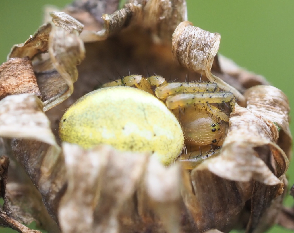 Cucumber Spiders from Horneggli, Saanen, Schweiz on June 25, 2021 at 01 ...