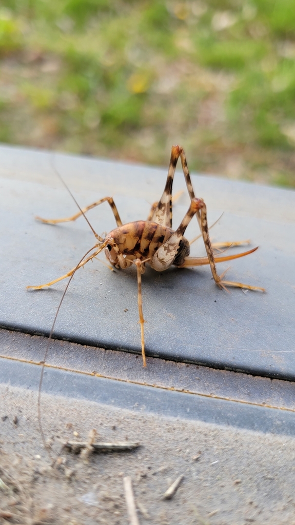Greenhouse Camel Cricket from Eastern 49-63, Kansas City, MO 64110, USA ...