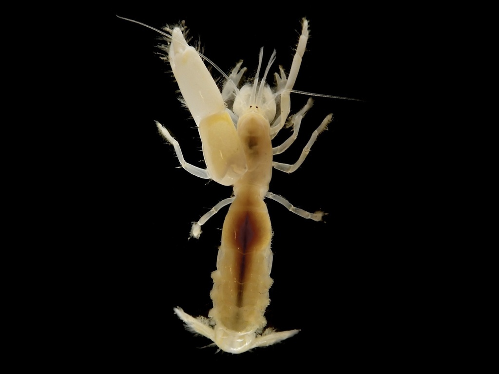 Neotrypaea petalura from 深日, 大阪府, JP on March 11, 2023 at 02:00 PM by ...