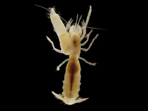 Neotrypaea petalura · iNaturalist Ecuador