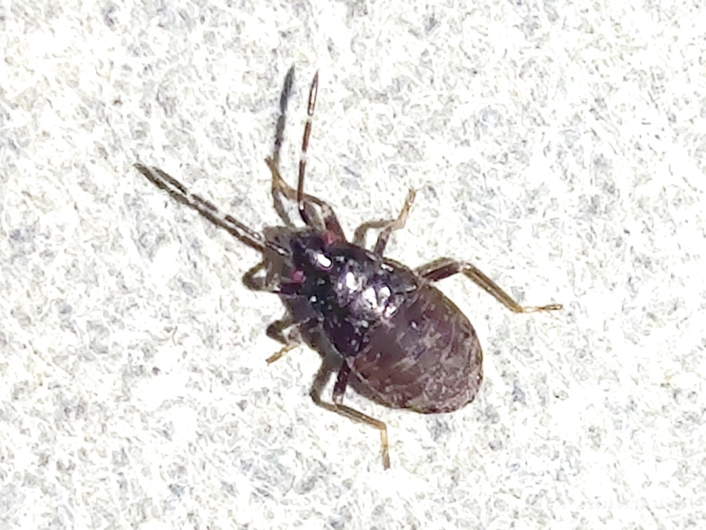 Rhyparochrominae in March 2023 by 九天 · iNaturalist