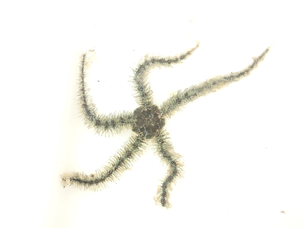 Ophiothrix exigua from 深日, 大阪府, JP on March 11, 2023 at 04:29 PM by 栗鼠 ...