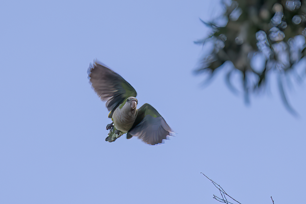 Monk Parakeet from San Pedro Tesistán, Jal., Mexico on January 27, 2023 ...