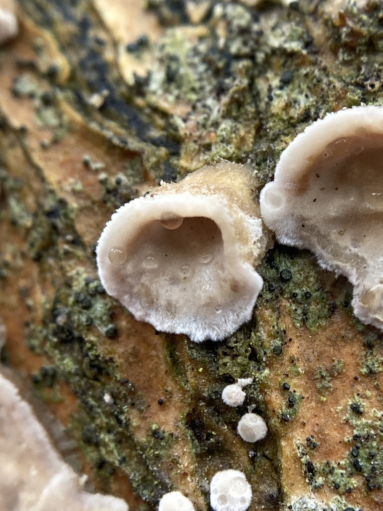 Cytidia stereoides from Torrey Pines State Natural Reserve, San Diego ...